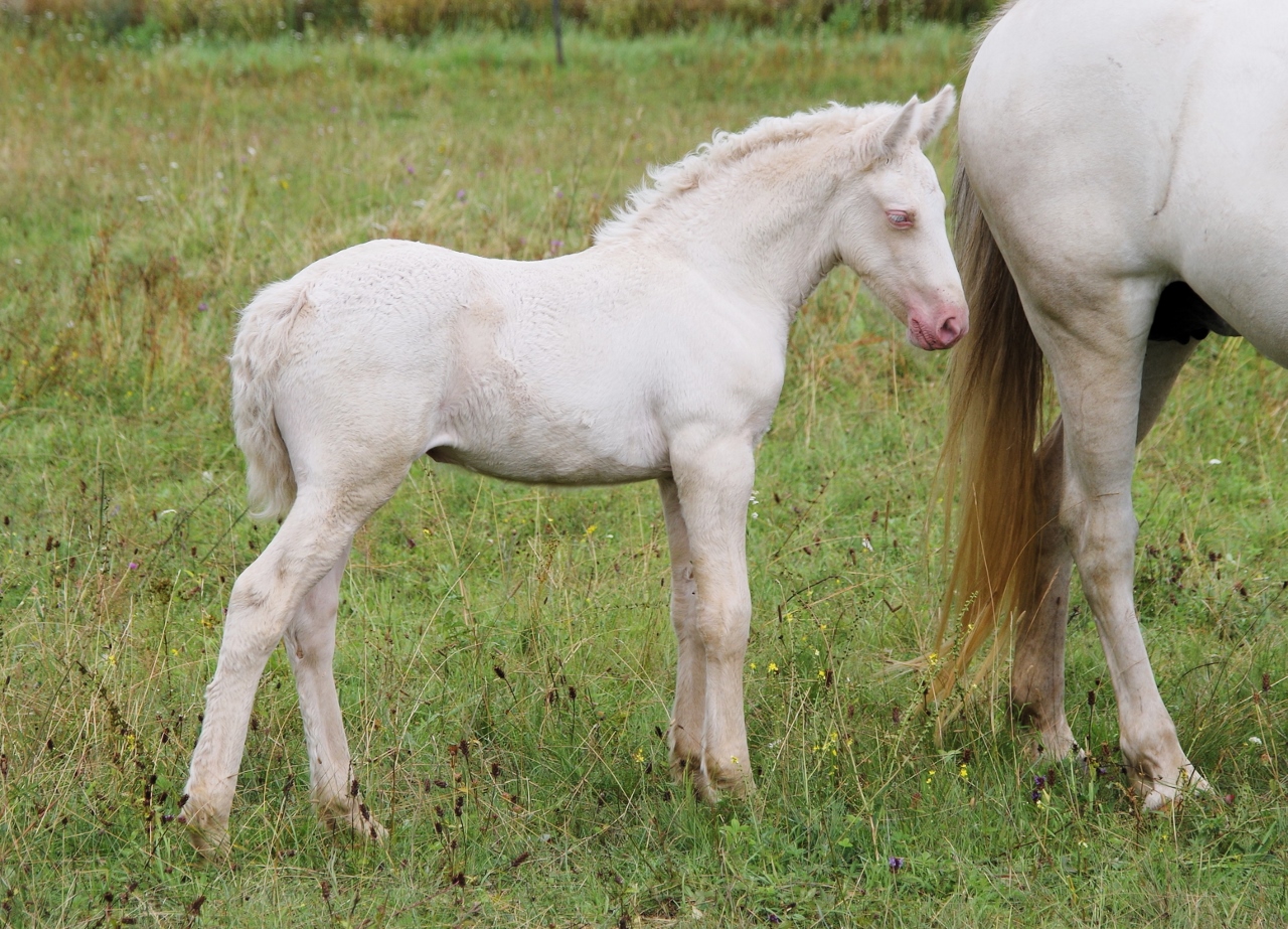 Estonianhorses – Voore Astrea - 2025