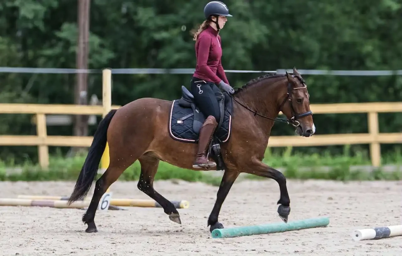 Eestinhevoset – Ainokene - 2019