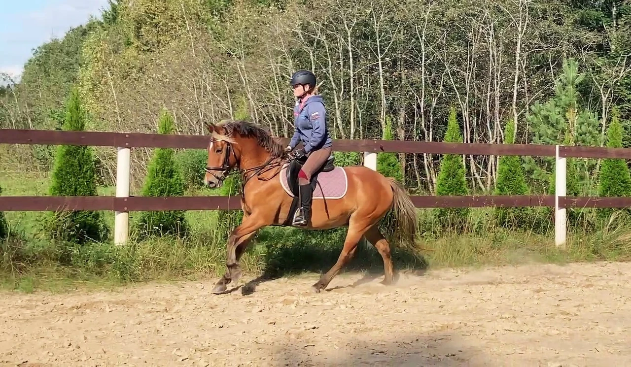 Estonianhorses – Apelsin - 2021