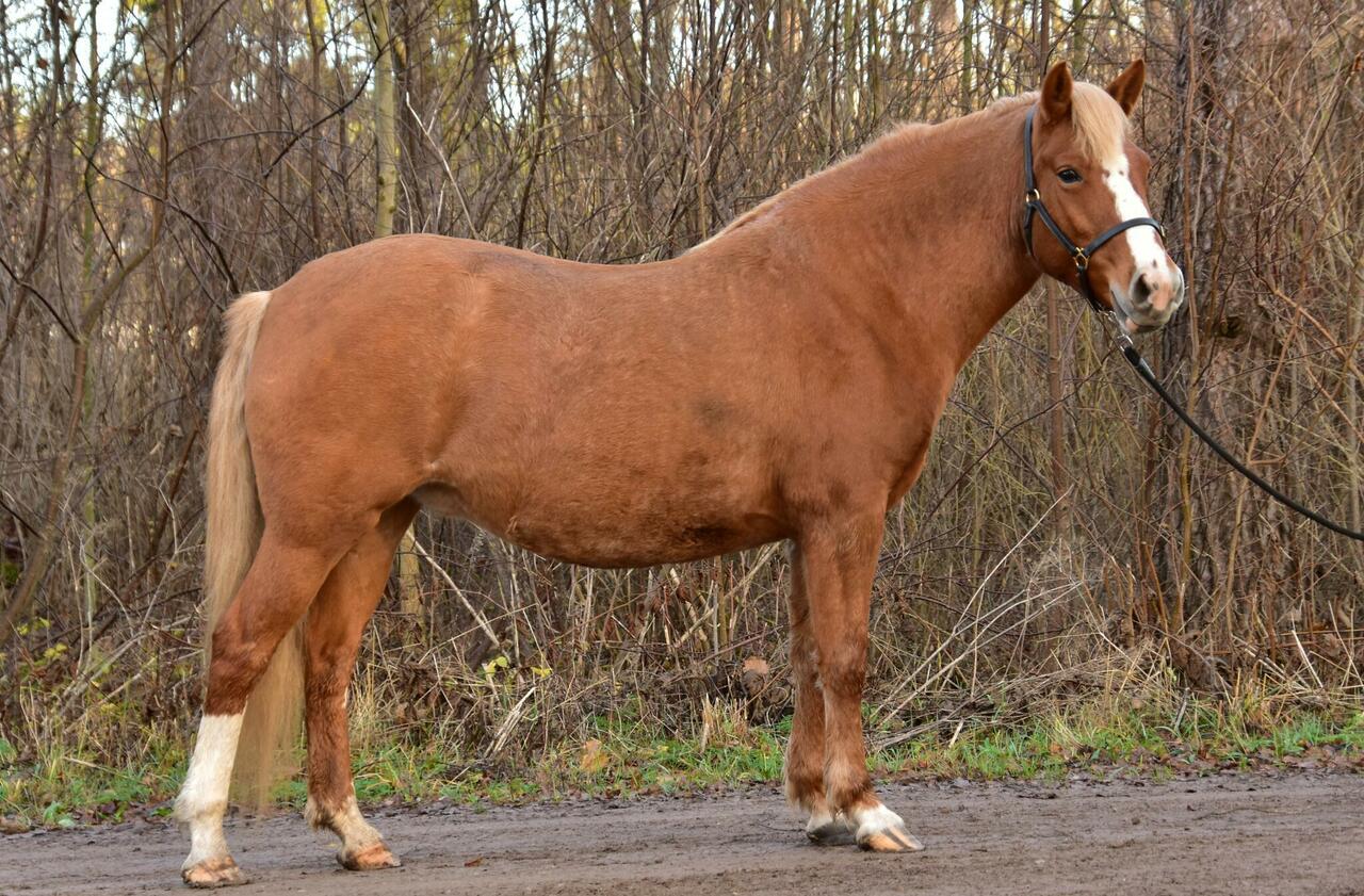 Eestinhevoset – Legenda - 2016