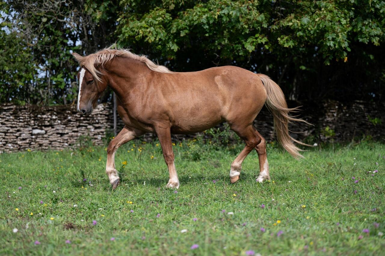 Eestinhevoset – Muuksi Lota - 2021