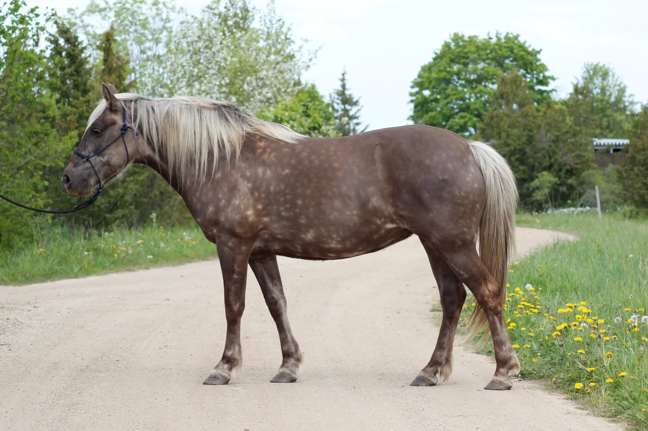 Eestinhevoset – Muuksi Tralla - 2014