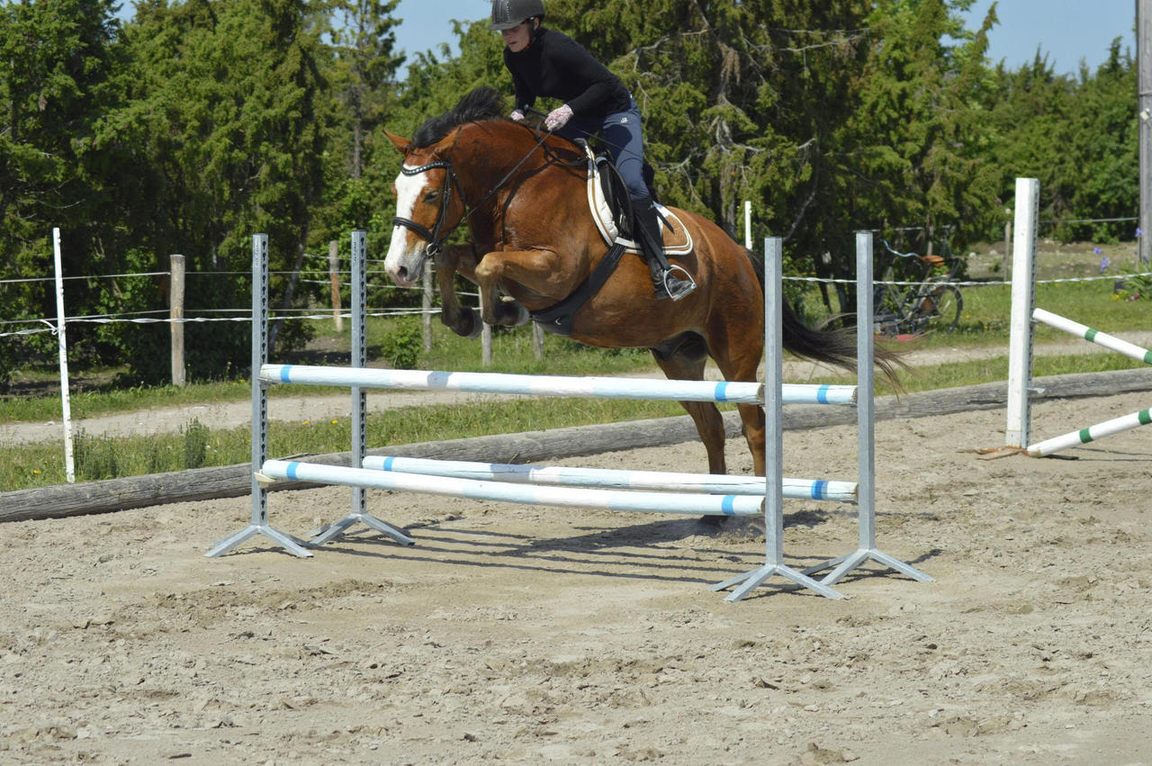 Estonianhorses – River - 2014