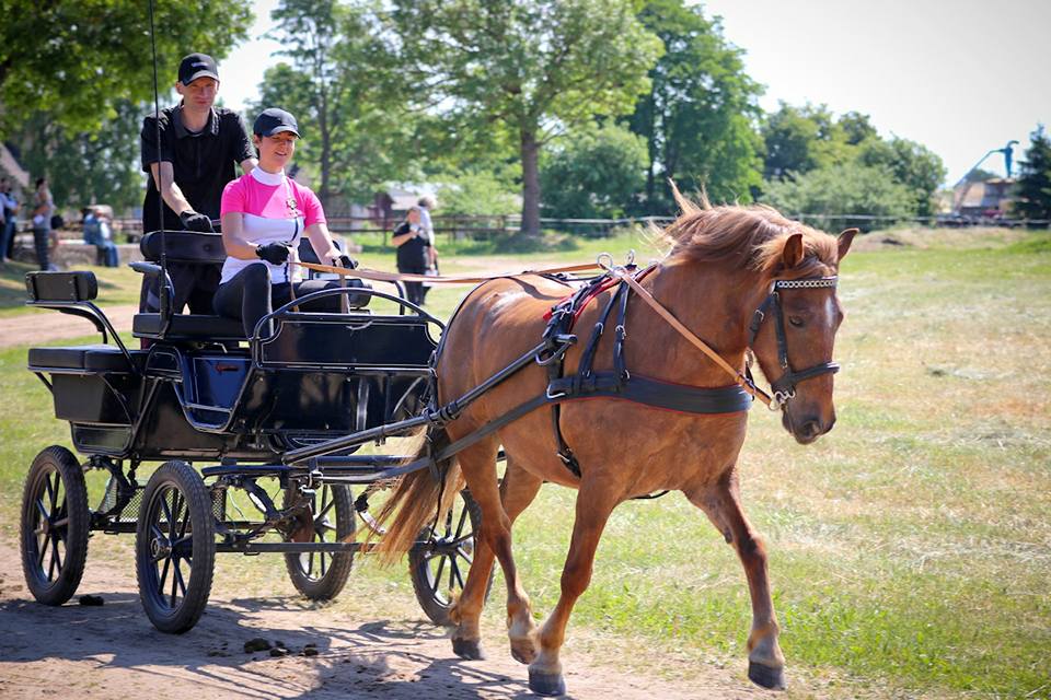 Eesti tõugu hobused – Rosanna - 2011