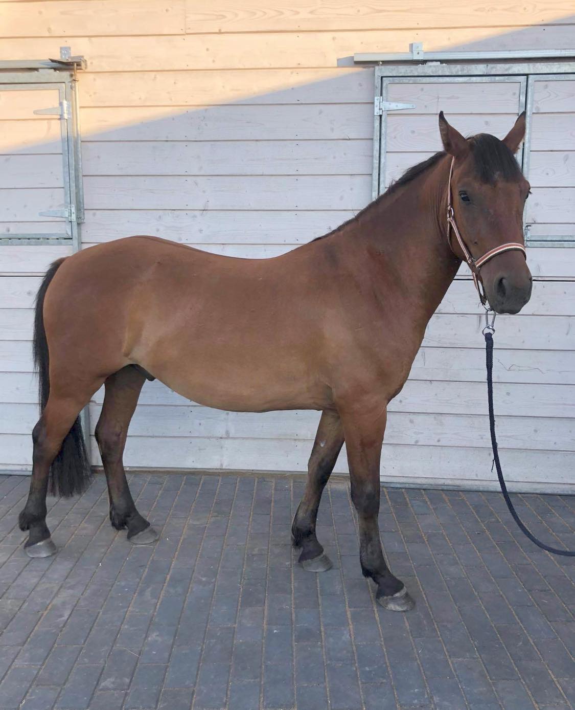 Eesti tõugu hobused – Teemant - 2018