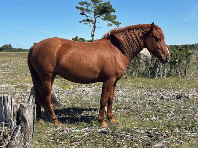 Estonianhorses – Tulipunane Tüdruk - 2023