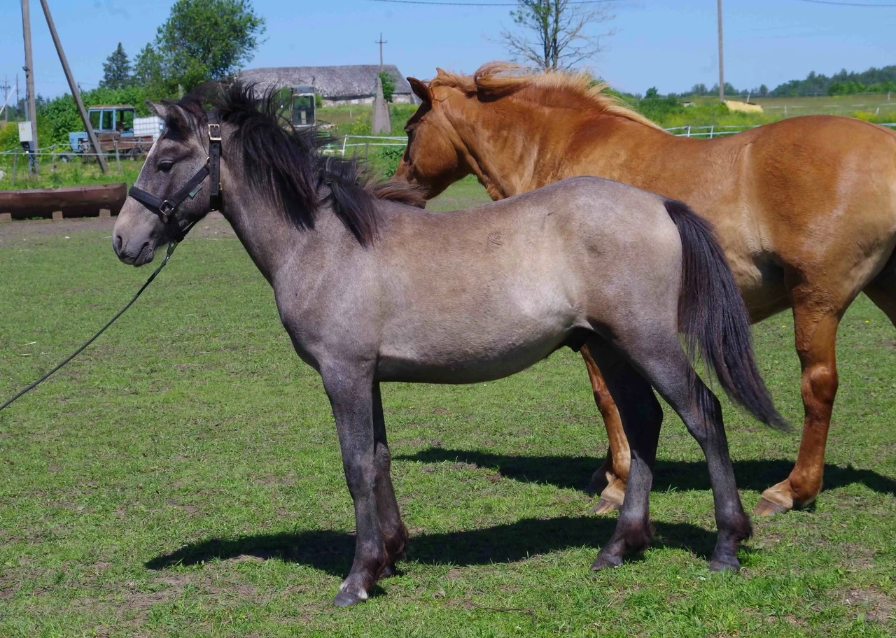 Estonianhorses – Voore Ahren - 2024