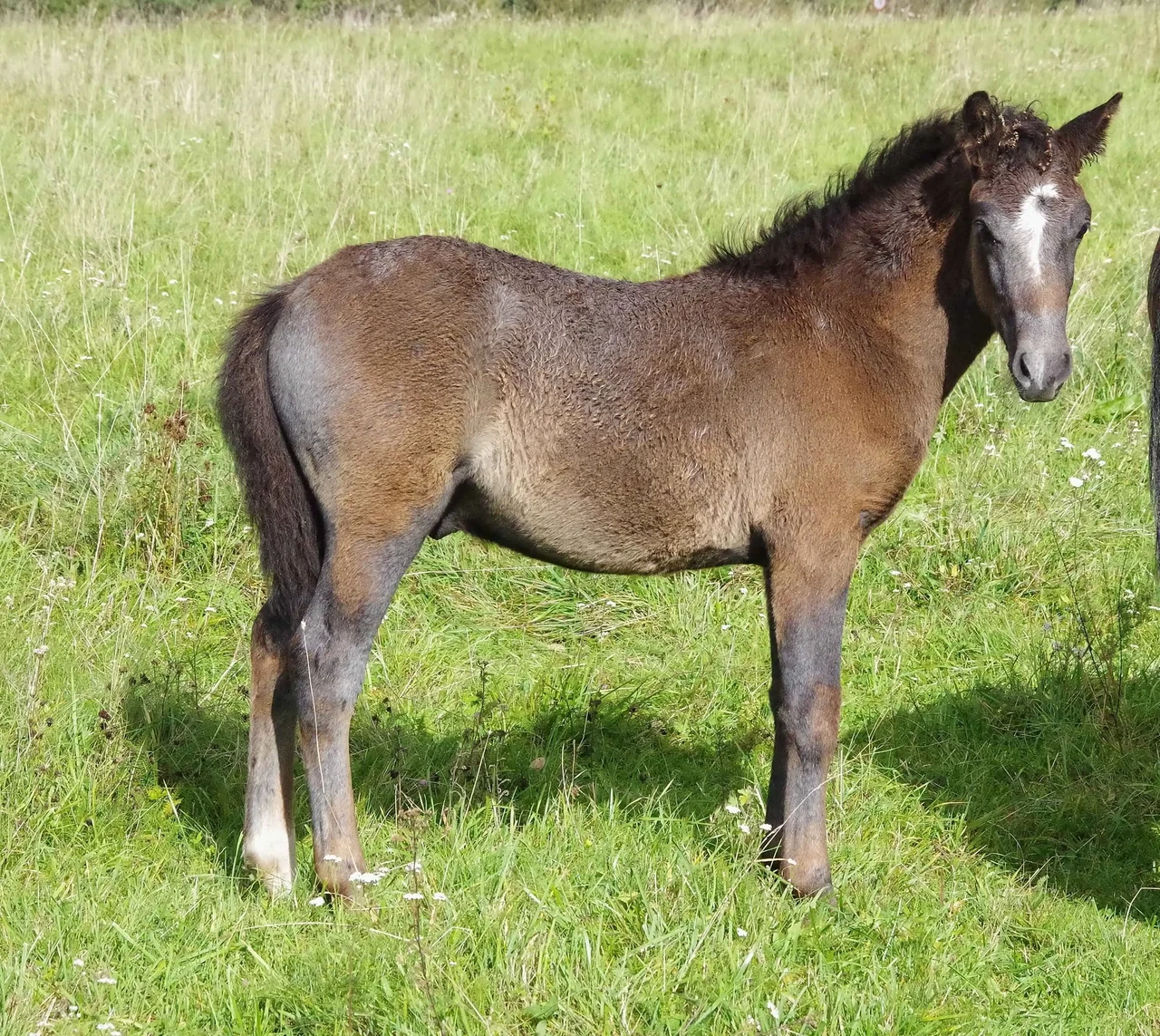 Estonianhorses – Voore Alain - 2025